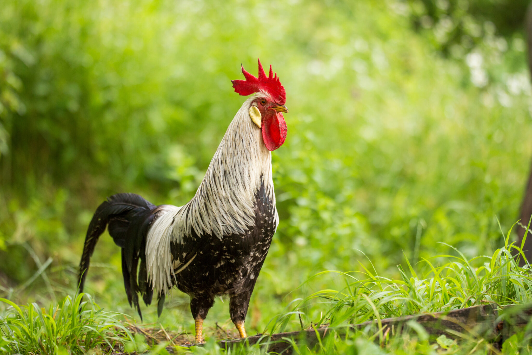 The Best Types of Roosters for Your Flock - Backyard Poultry